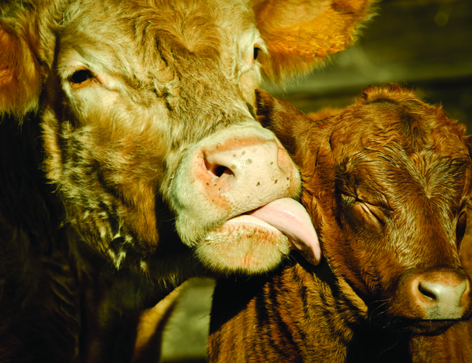 Bovine Leukemia Virus (BLV): Virus Transmission in Cattle - Grit